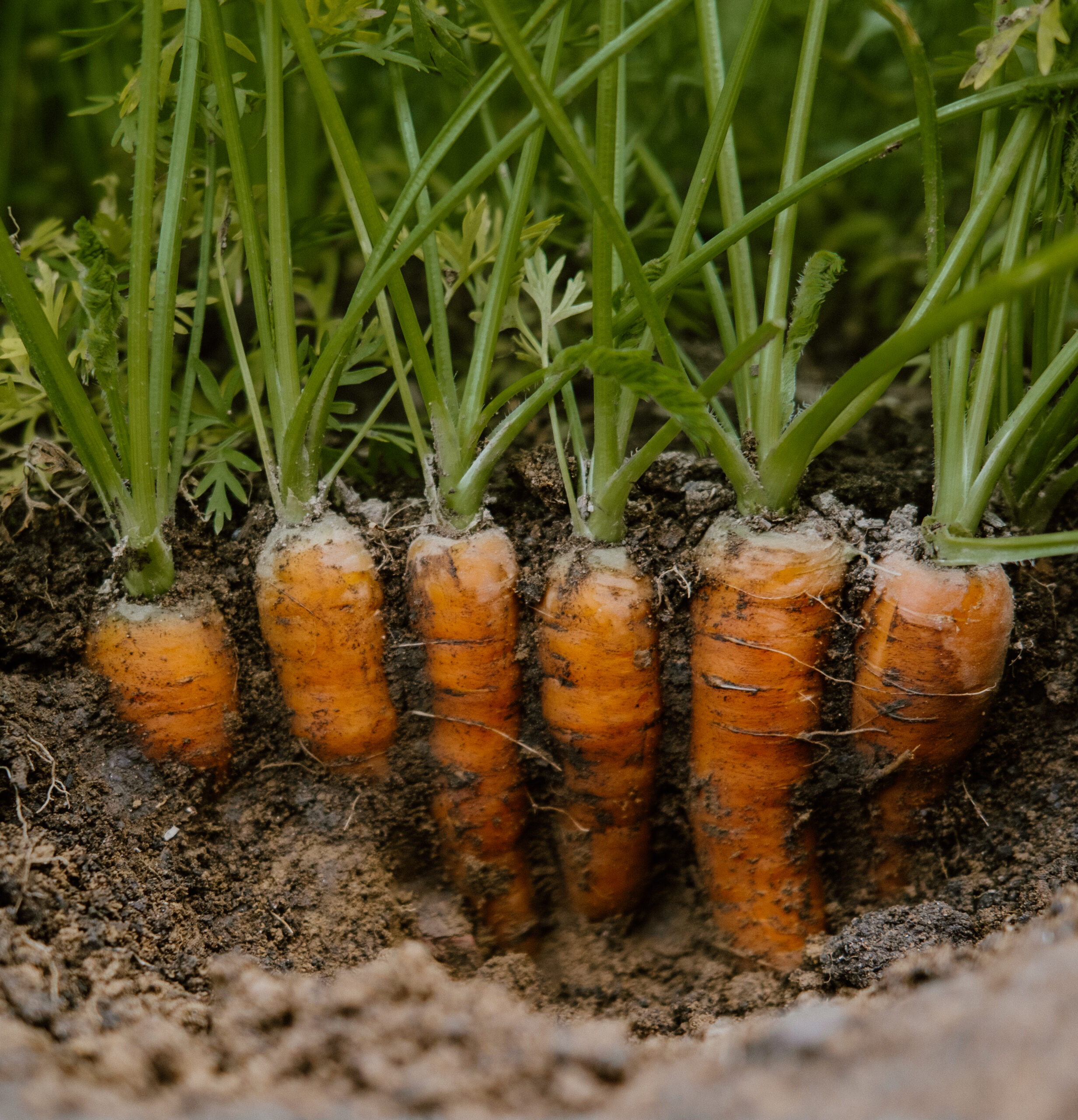 Local Grown Summer Series New Roots Farm - Crookbros.com